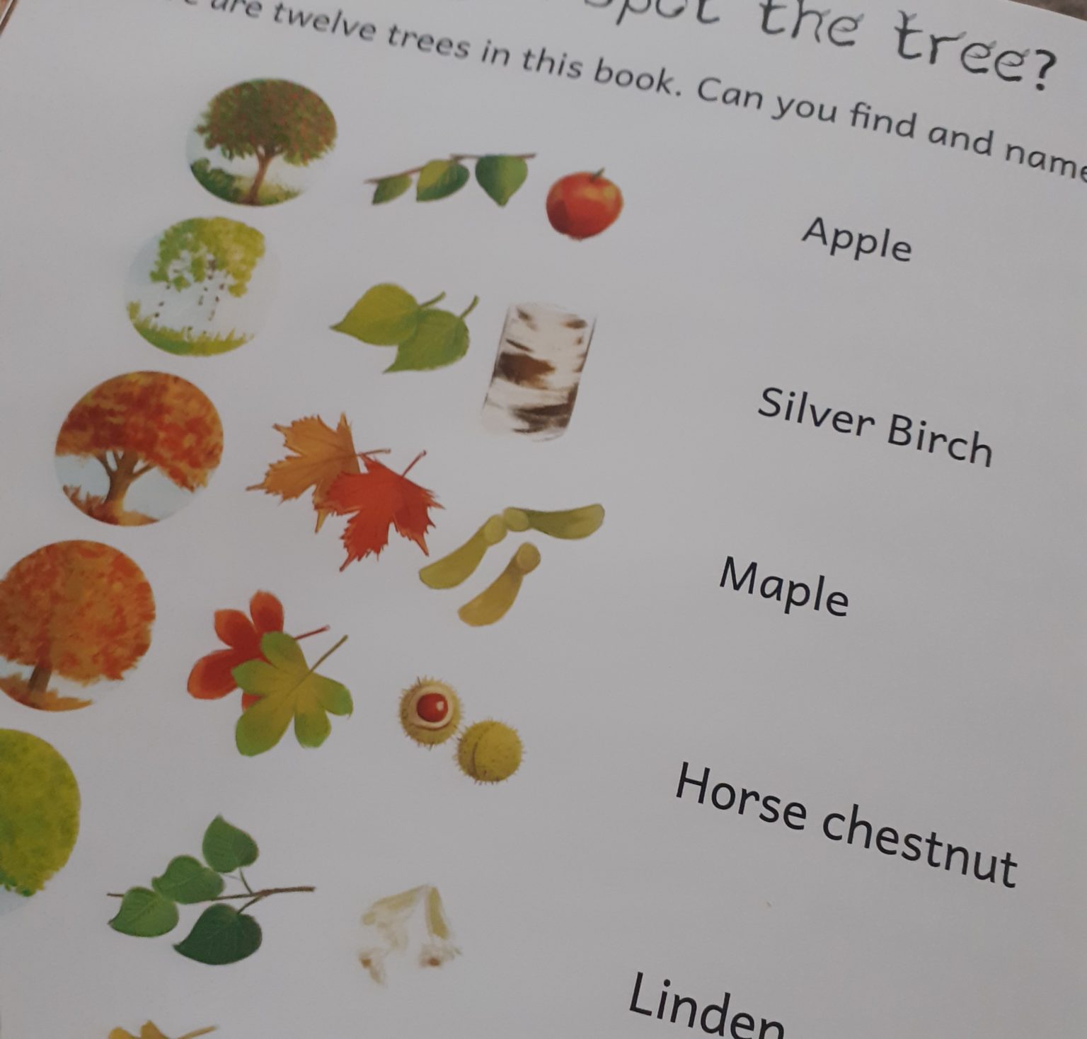 Tree of wonder;children's book review