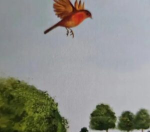 Look for the robin; children's book review